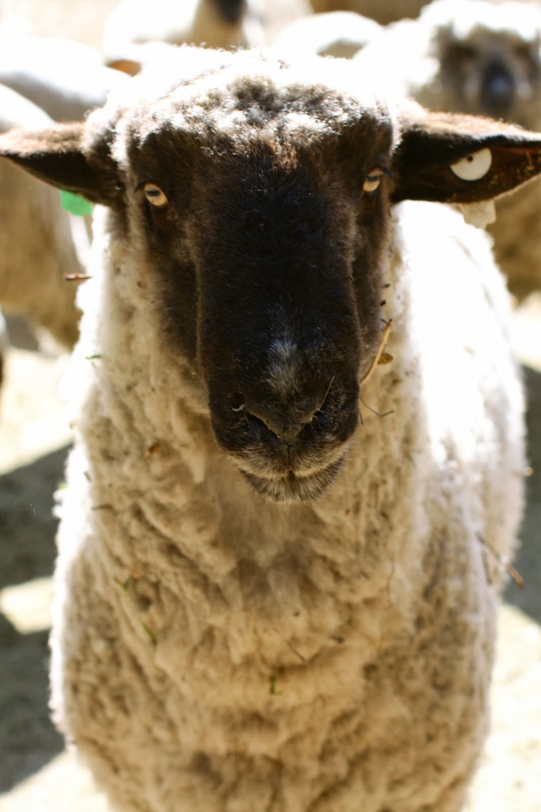 Salvation Sisters: A Visit to Pozzi Ranch and Grilled Pozzi Lamb Steaks