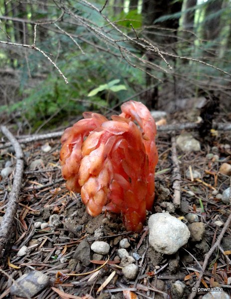Indian Pipe (Monotropa Uniflora)