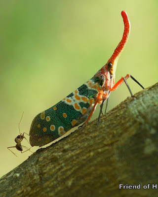 Photographic Wildlife Stories in UK/Hong Kong: Strange Looking Insects