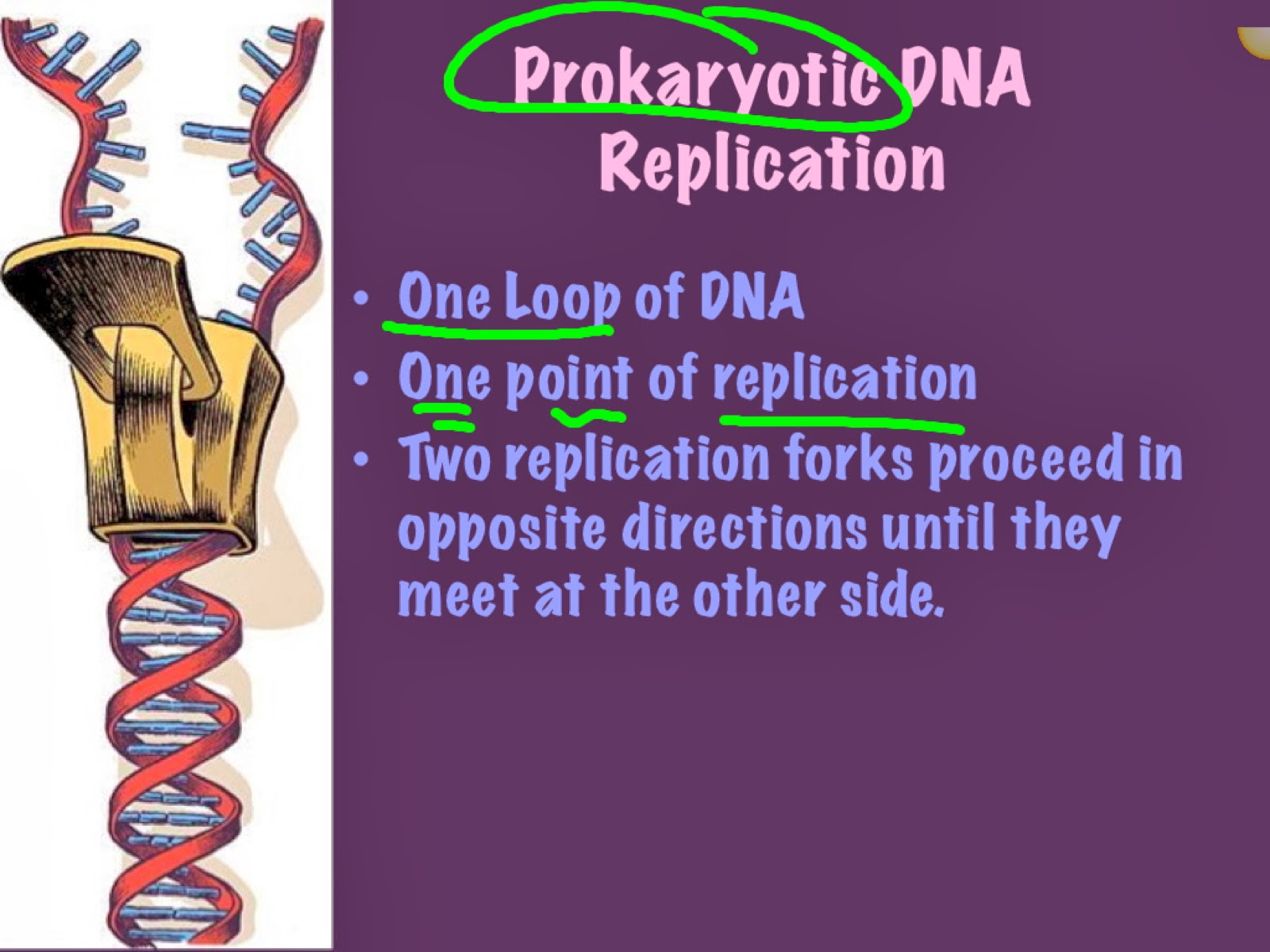 EC Honors Biology: Prokaryotic vs Eukaryotic DNA