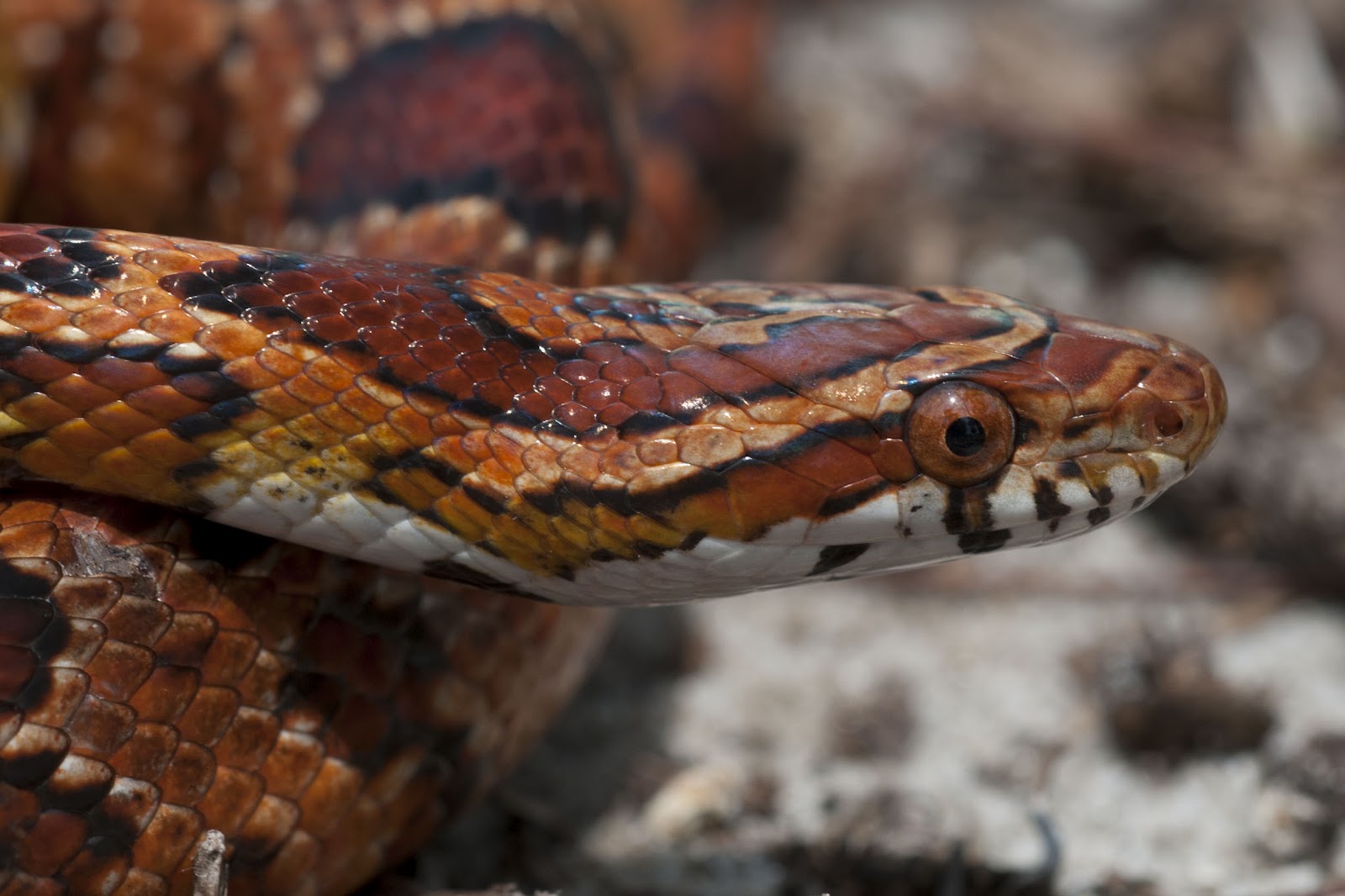 Yorkshire Field Herping and Wildlife Photography: Herping Southern ...