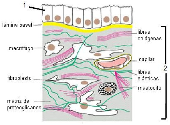 Biologias: Matriz Extracelular