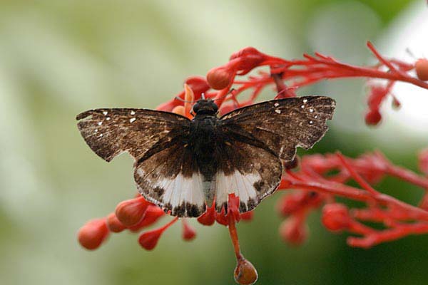 Beauty of Fauna and Flora in Nature: Rare Skippers @ Dairy Farm Park ...