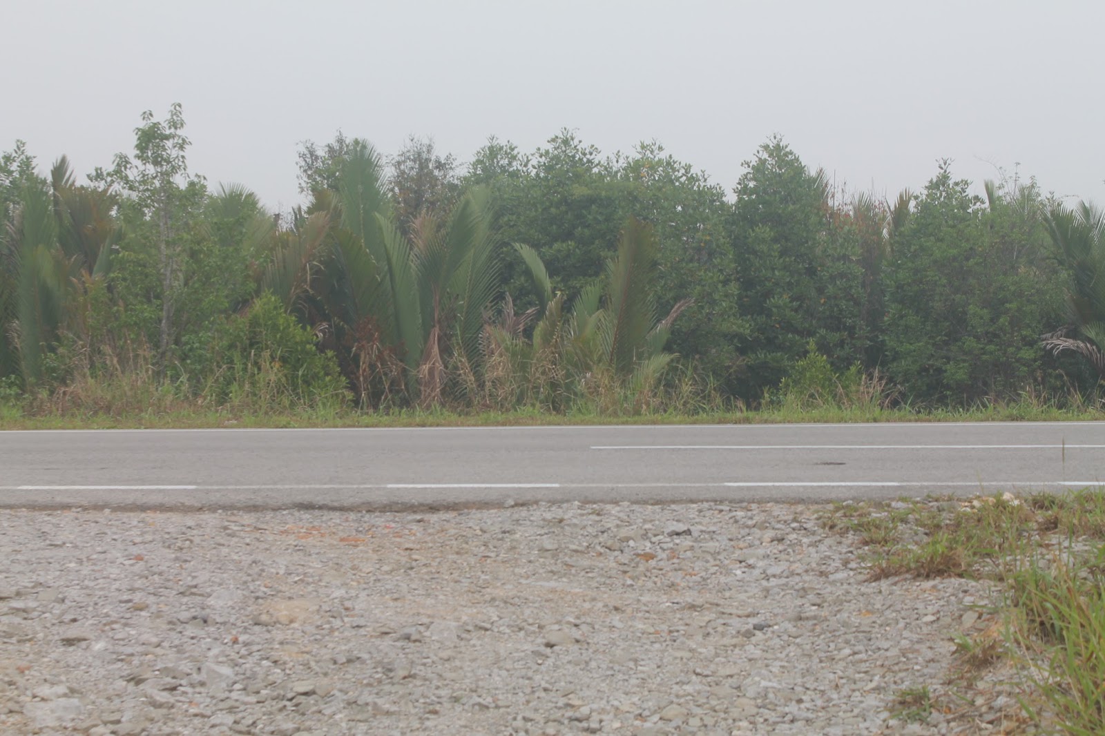 #13 WORDLESS WEDNESDAY - BUNGA,ALUR DAN JALAN - AZLAN RUMADI