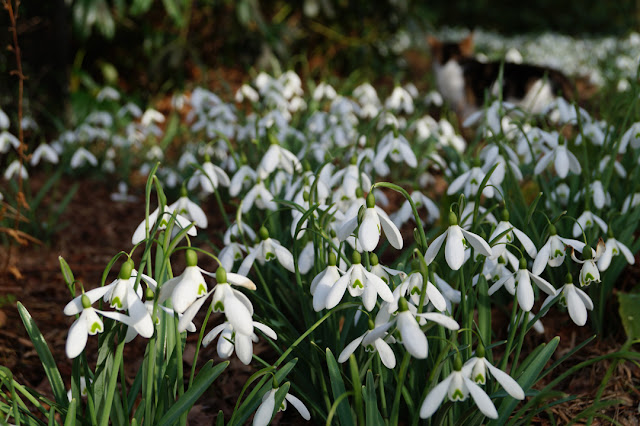 For budding enthusiast or seasoned collector, snowdrop fervor signals ...