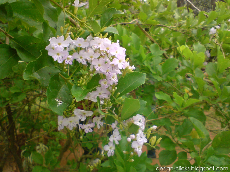 A day at Green Berg resort, Kulamavu, Idukki | Shai blogs!