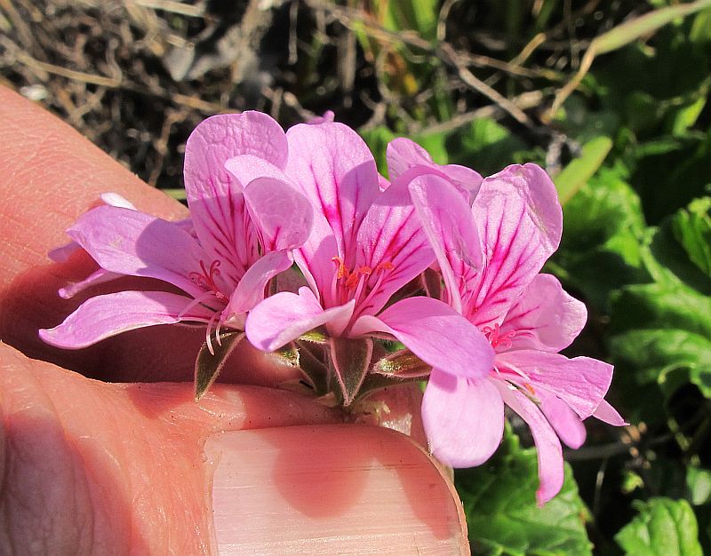Esperance Wildflowers: Pelargonium australe - Wild Geranium