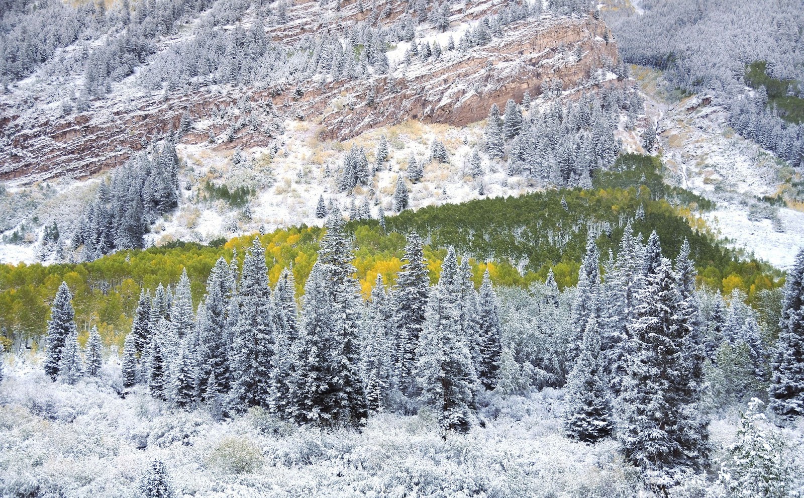 Winter Forest, Colorado ~ Marvelous Nature