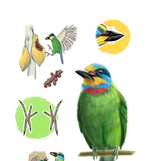 Chen,Ting-An - Taiwan barbet: The endemic species in Taiwan