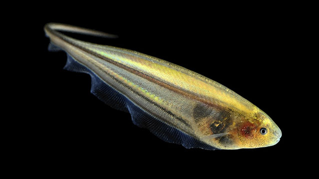 Mania de Aquário: Dois lindos Peixes Desconhecidos