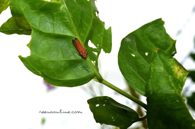 Reena's Online: Fotografi Bunga / Flower Photography #1