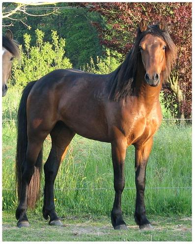 Mes amis les chevaux: 11/04/11