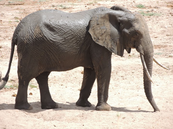 Sandy Scott Art: #495 In the field: Africa . . . Elephant, con't