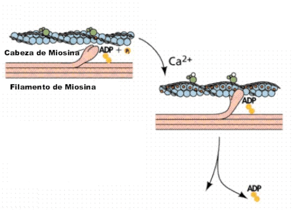 Apuntes: Histología del músculo esquelético