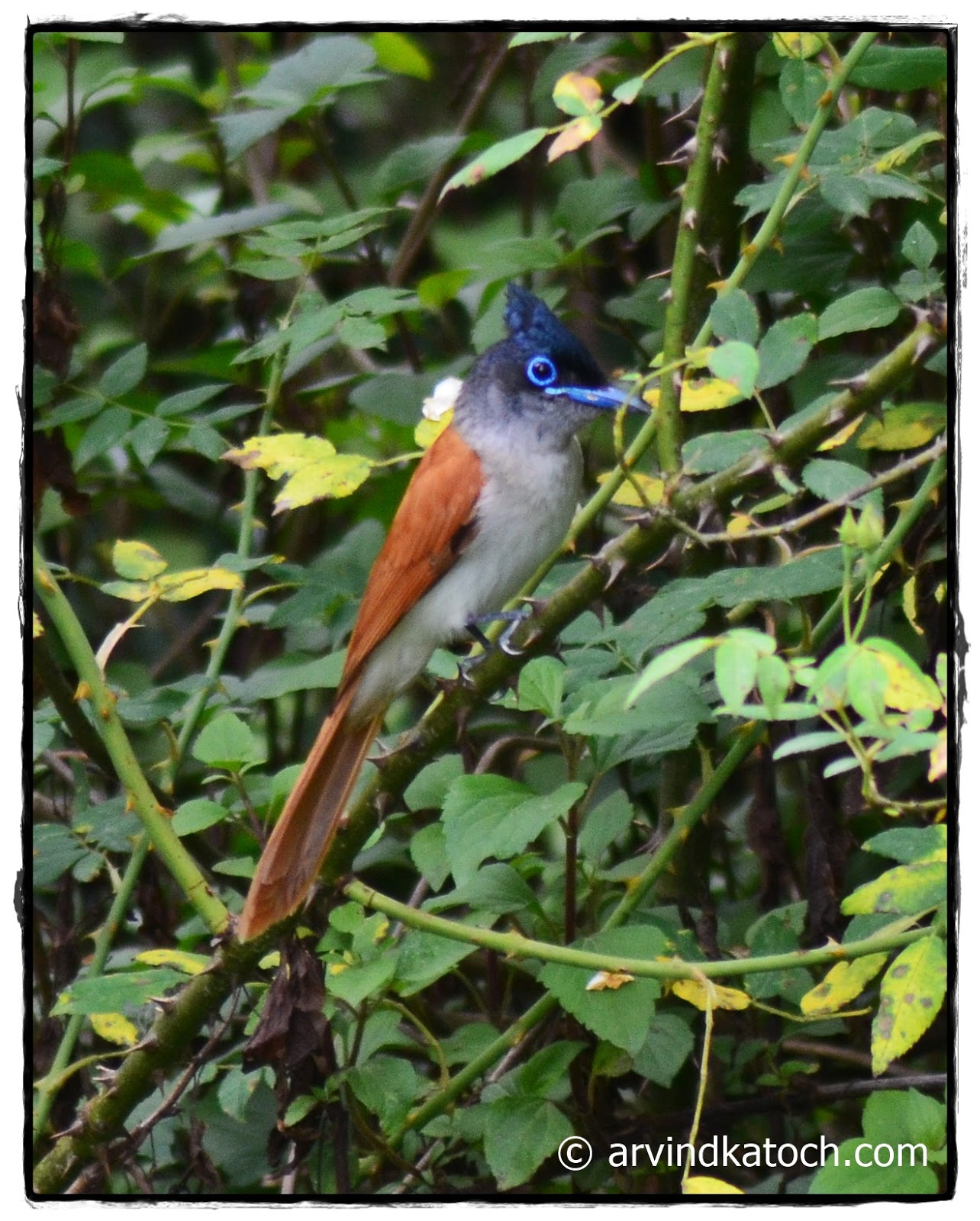 Asian Paradise Flycatcher Pictures and Detail (A bird from the Paradise ...