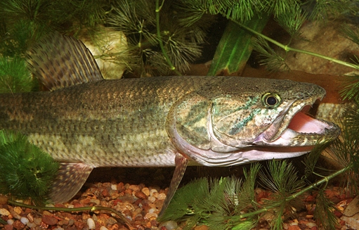 URUGUAY Y SUS CURIOSIDADES--URUGUAY AND ITS CURIOSITIES: Tararira The ...