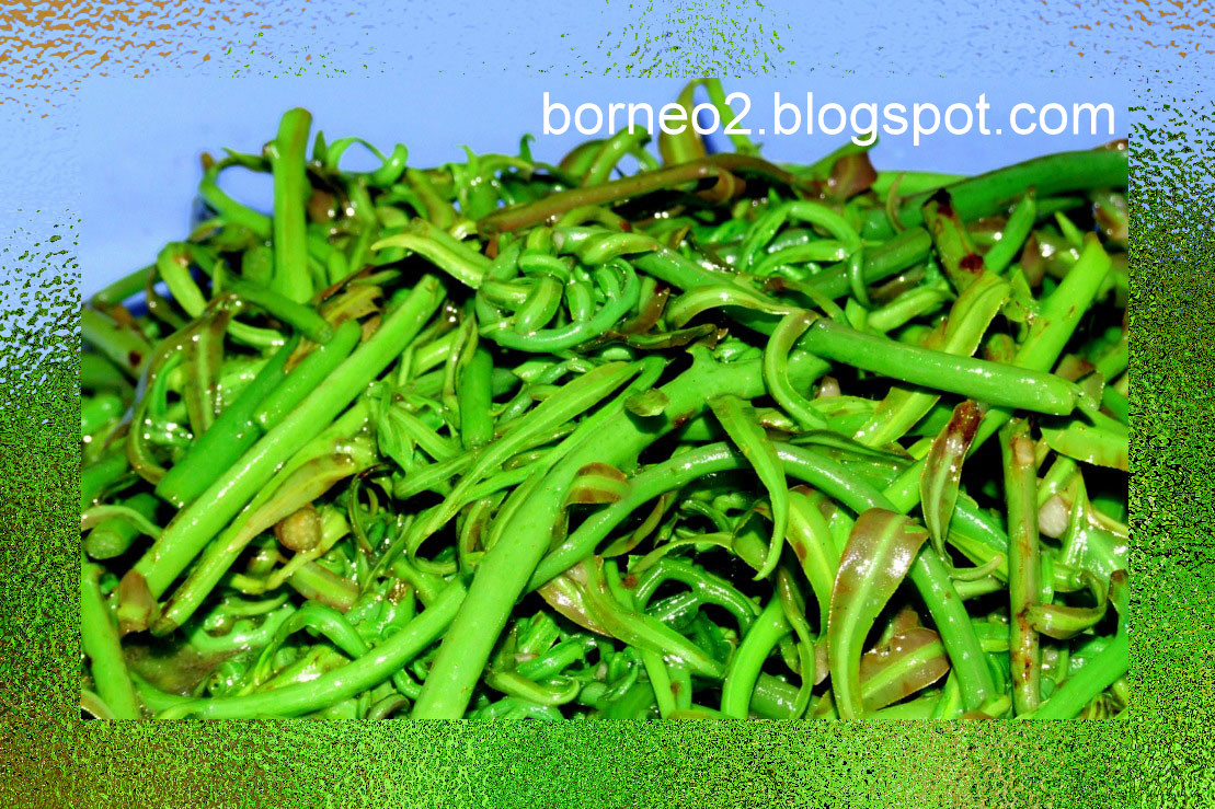 Borneo Island, Awaken To A Different World: Jungle Fern (Cooked) - Midin