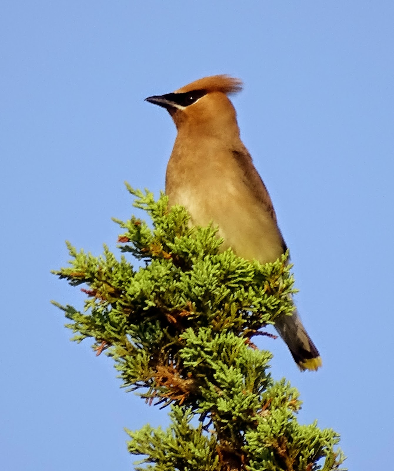 Notes from Halibut Point: Coffee at the Cedars