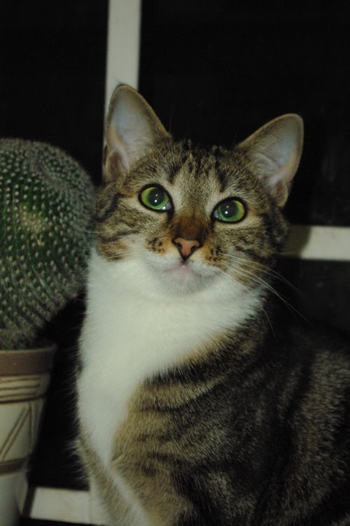 Diva cat | Conradie Zoo