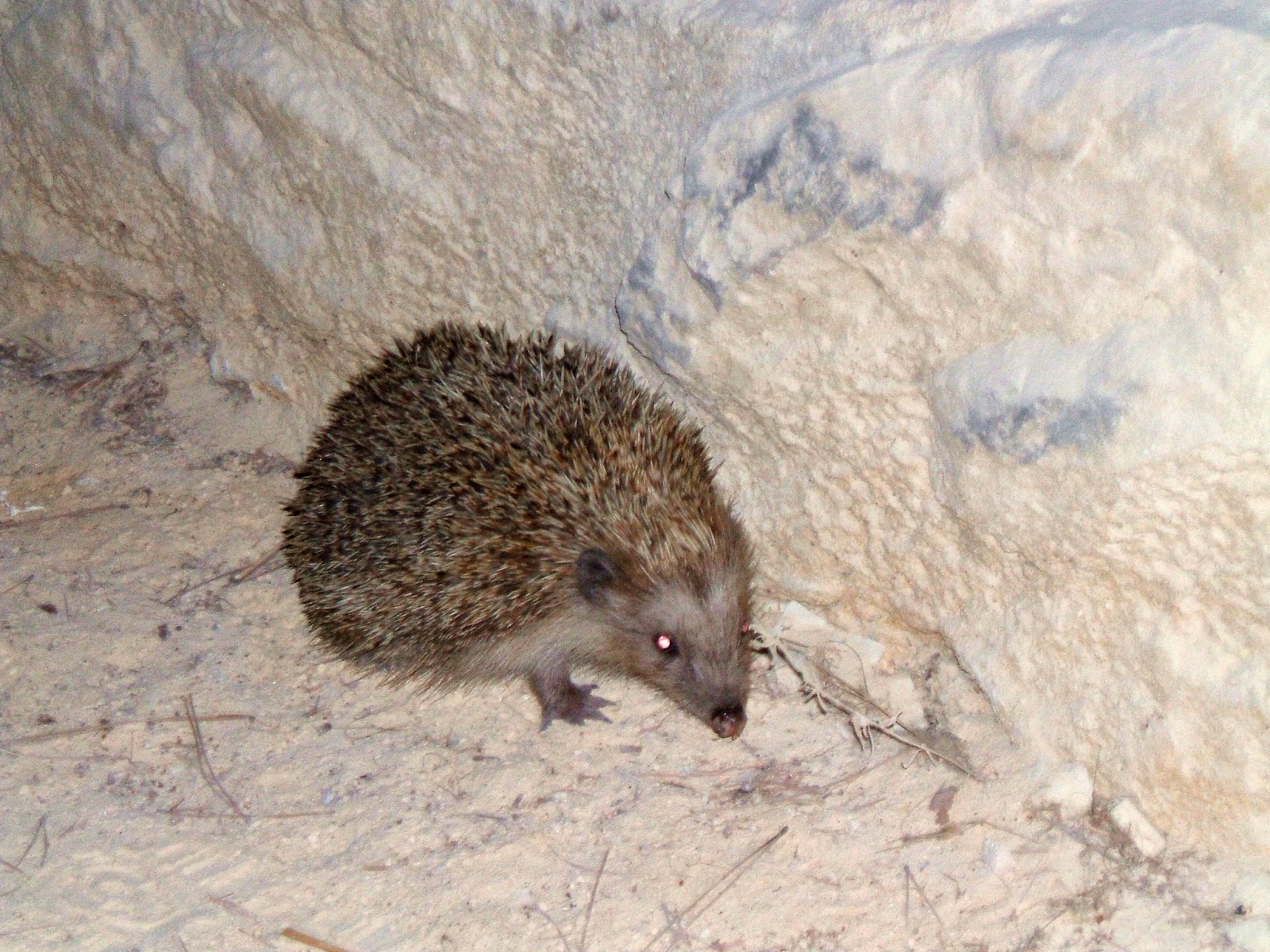 ALICANTE CUENTA: Alicante animal