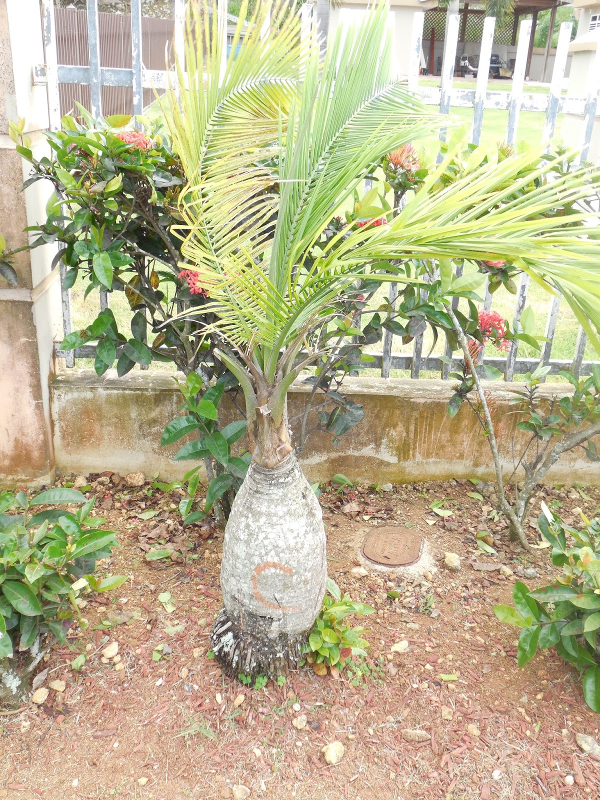 Flora de Puerto Rico Ilustrada Papo Vives: ARECACEAE-RAVENEA RIVULARIS ...