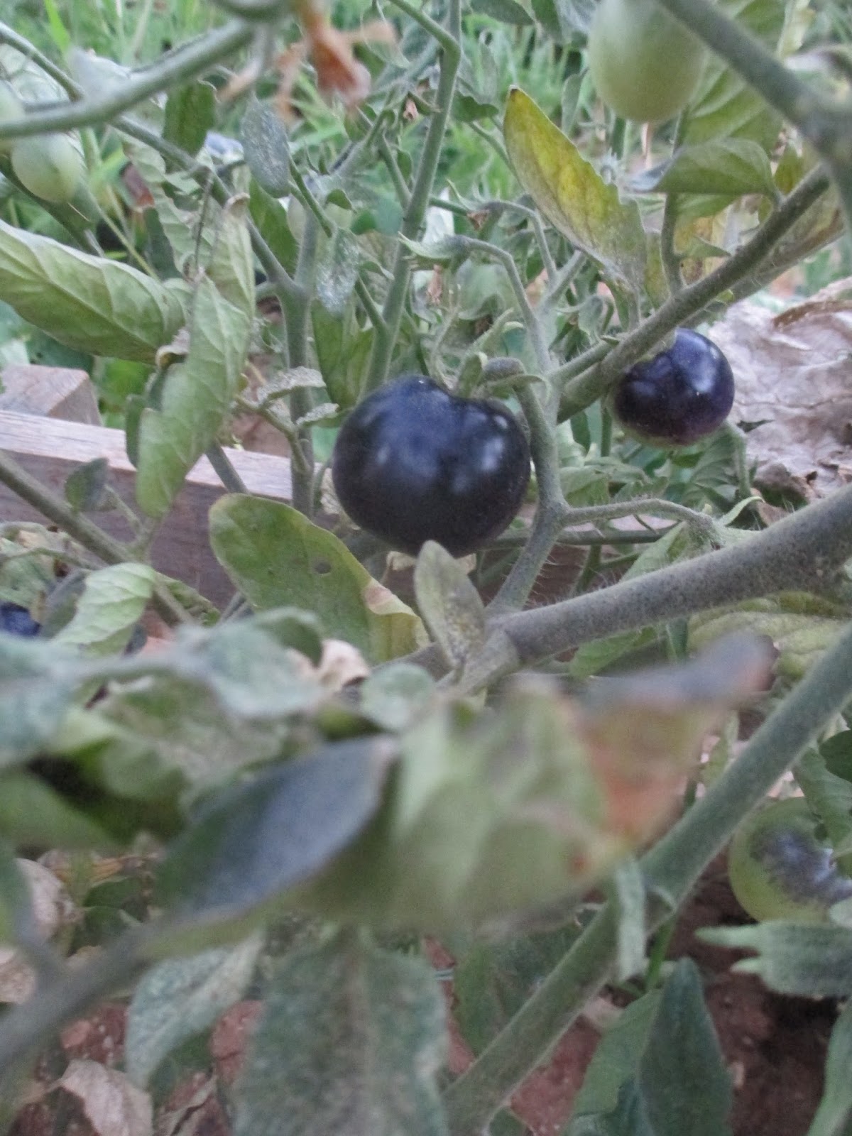 La Mar de VeRde: SOLANUM LYCOPERSICUM O TOMATE KUMATO TOMATE NEGRO