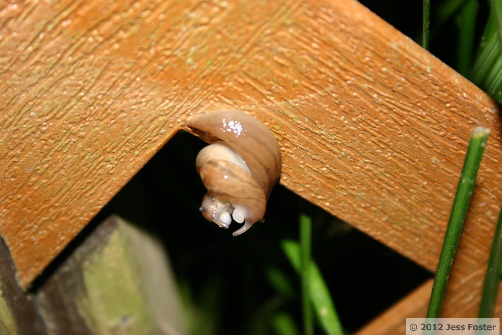 Sluggin' Along: Mating Slugs: Copulation - Penial Appendix - Part 1