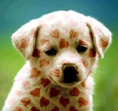 Wallpaper-HD-Blog: Pappy's