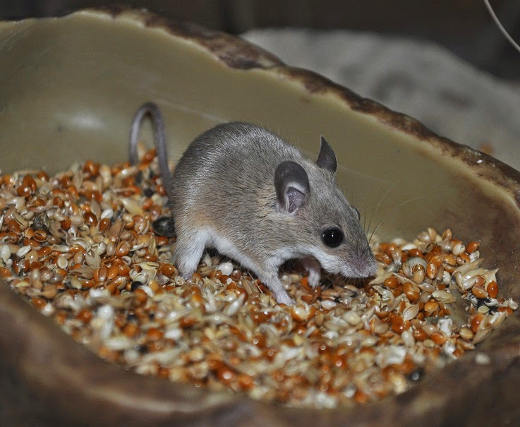 ZOOTOGRAFIANDO (6.100 ANIMALS): RATÓN PIGMEO AFRICANO / AFRICAN PYGMY ...