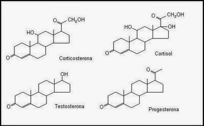 Macromoleculas