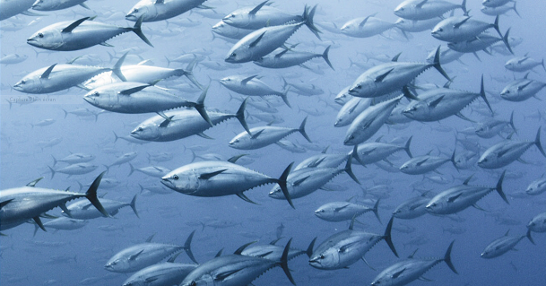 world of fish migration