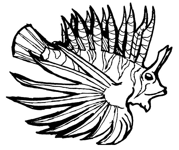 Lion fish coloring page (Lionfish)