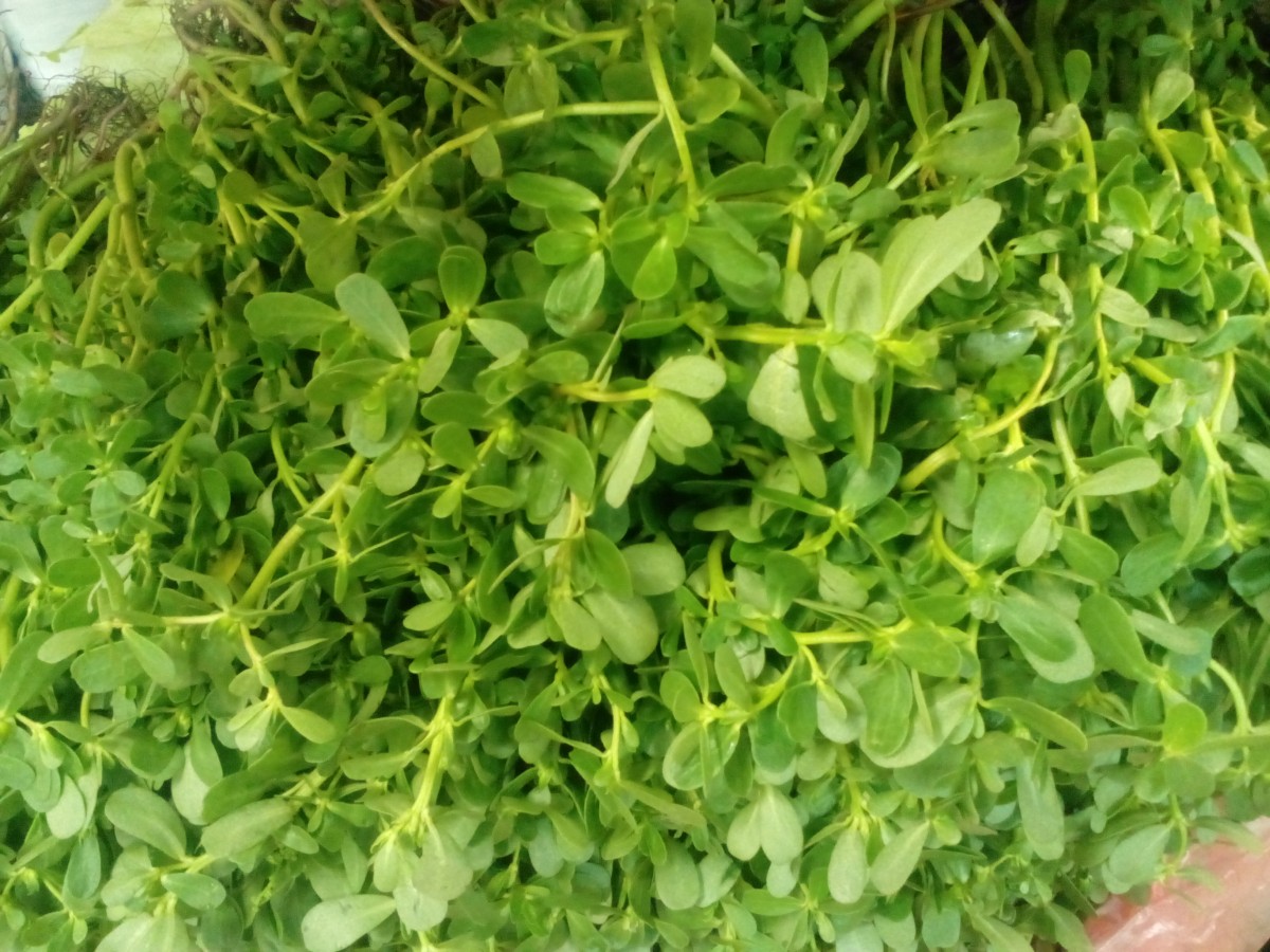 El cuexcomate: Plantas recolectadas