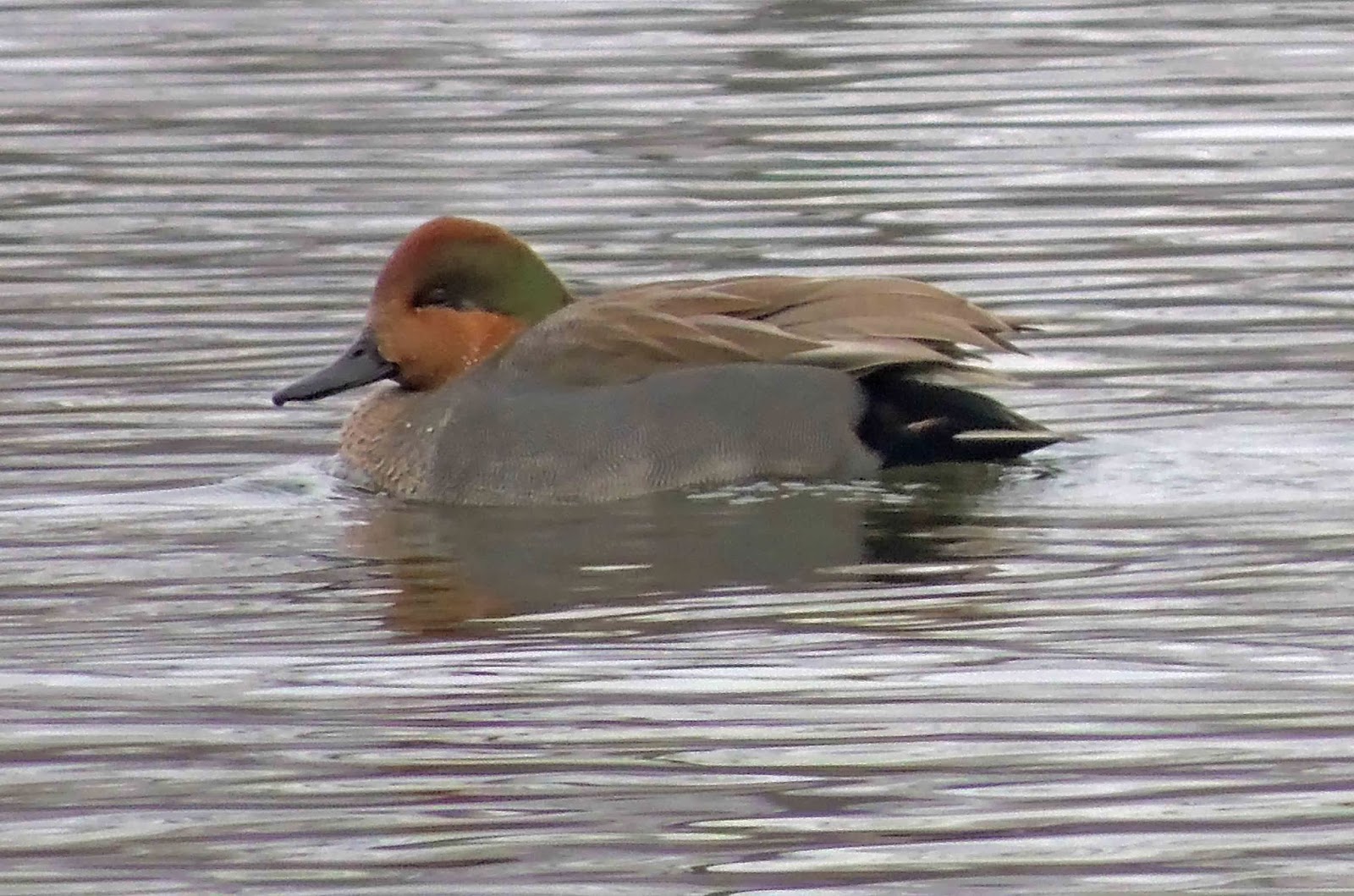 Ohio Birds and Biodiversity: An interesting (and rare) hybrid duck