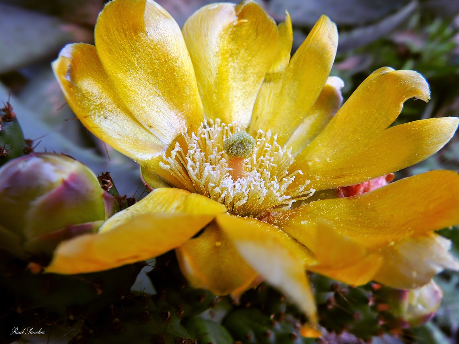 Flores y Plantas: Flor de las Chumberas (Opuntia subulata Fam: cactáceas)