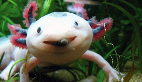 Beauty Animalia: Mexican axolotl