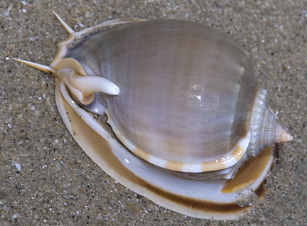 wild shores of singapore: Lost Coast: bountiful bonnets and awesome ...