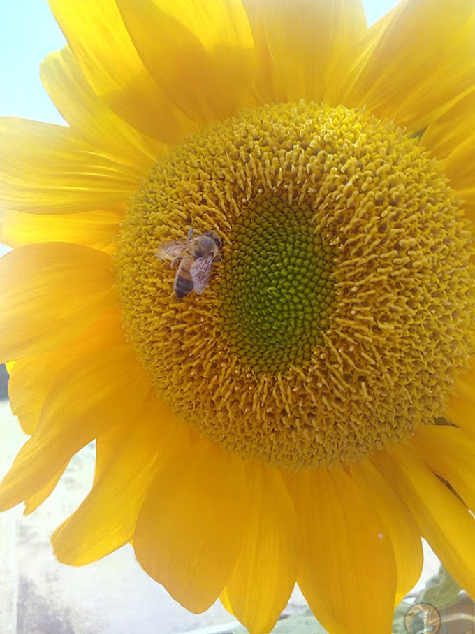 Contoh Gambar Dari ZTE Blade V7 Lite