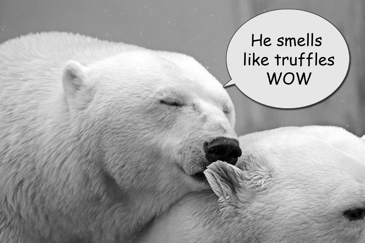 5 Fun Facts about Truffles