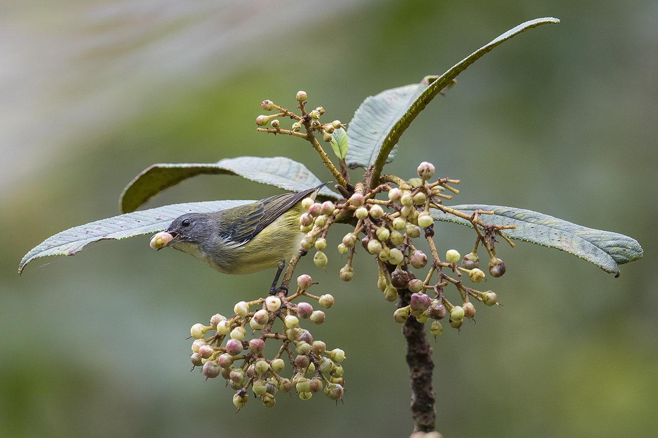 As The Crow Flies - a Hong Kong Birding Blog: Philippines - Palawan ...