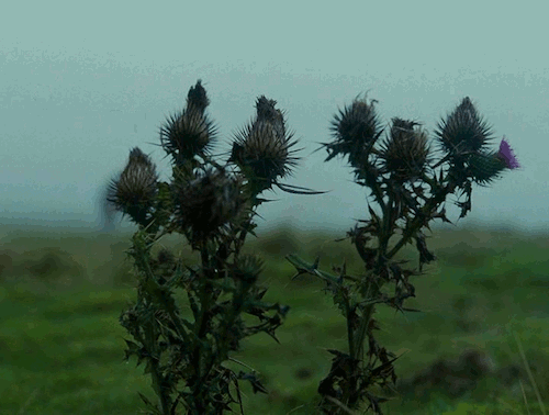 Acasa la nevasta: Ciulinii laptelui sau armurariul - rol in detoxifiere ...