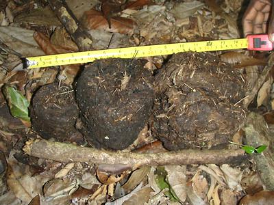 BLOG AJUDA ECOLÓGICA: CACA DE ELEFANTE AJUDA MERENDA ESCOLAR