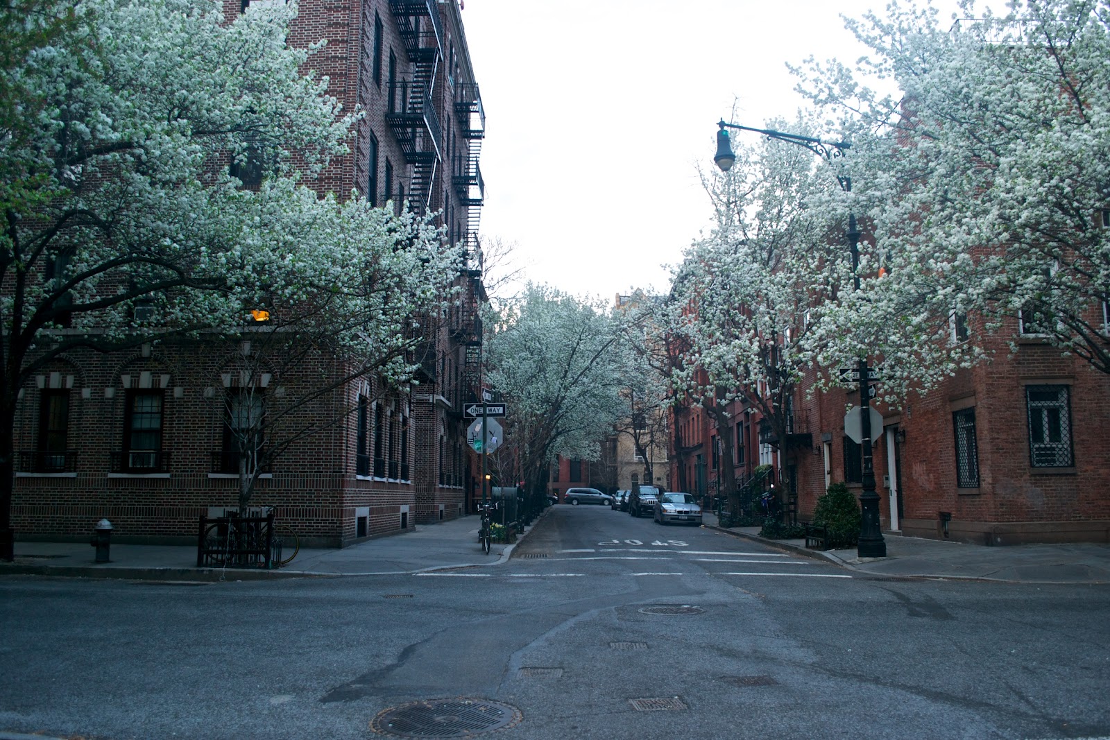 LOOK AT THE VIEW: the callery pear trees in nyc