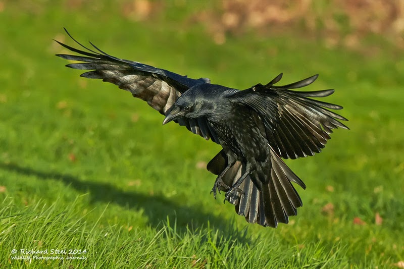 Wildlife Photographic Journals: More Flying Corvids