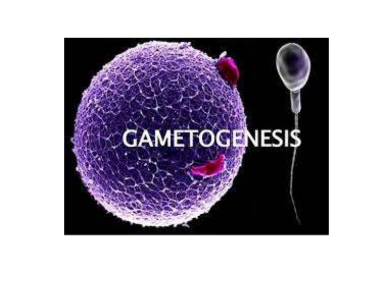 DIARIO MEDICO : CAPITULO: 2 GAMETOGENESIS. Transformacion de las ...