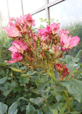 Knock Out Rose - The new Elm?