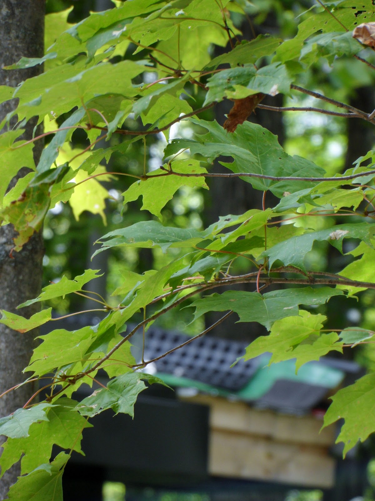 Building our Ecohouse in Charlevoix QC: Sustainable Beauty : Edelweiss ...