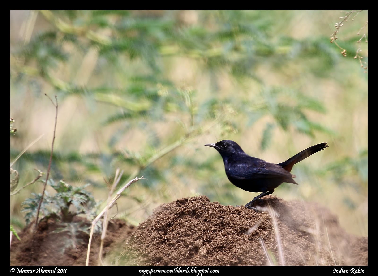 My Experience with Birds: Indian Robin-Male