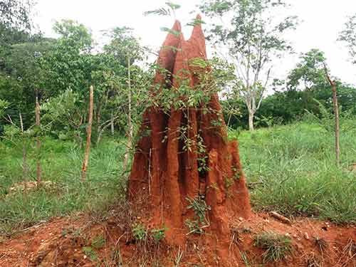 Ant and Anthills in Hindu Religion | Hindu Blog