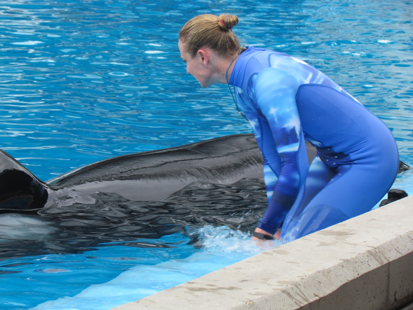 The Nelsons: Sea World - Shamu